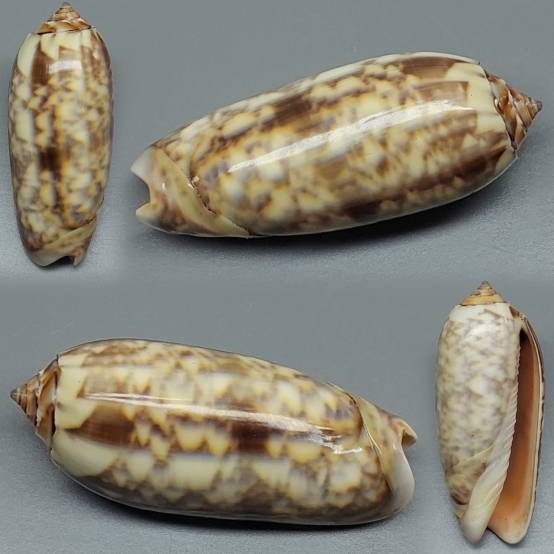 shellauction.net :: Oliva miniacea - 4001393
