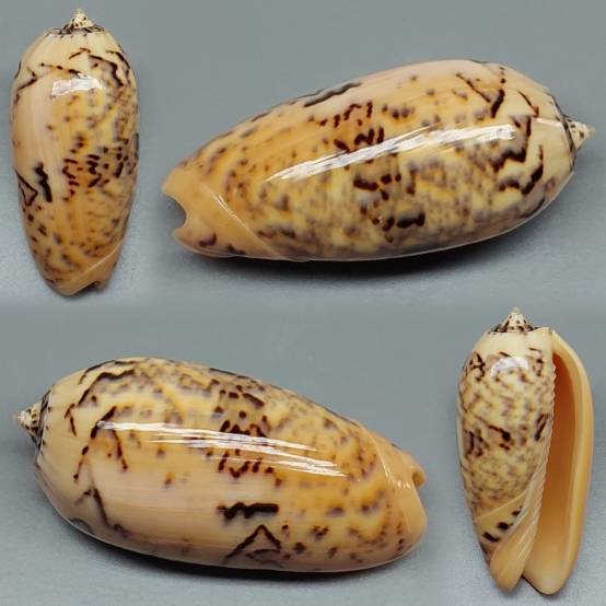 shellauction.net :: Oliva miniacea - 4001412