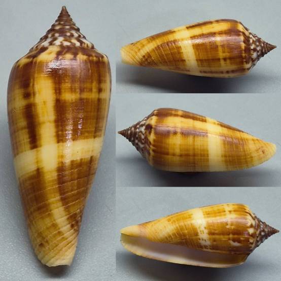 shellauction.net :: Conus ochroleucus - 4001416