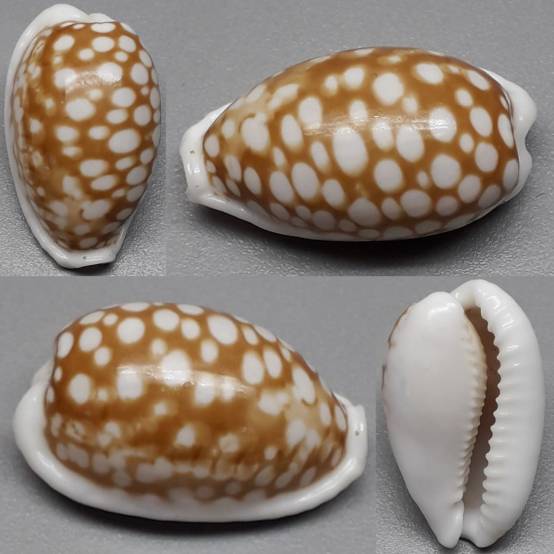 shellauction.net :: Cribrarula cribraria - 4001739