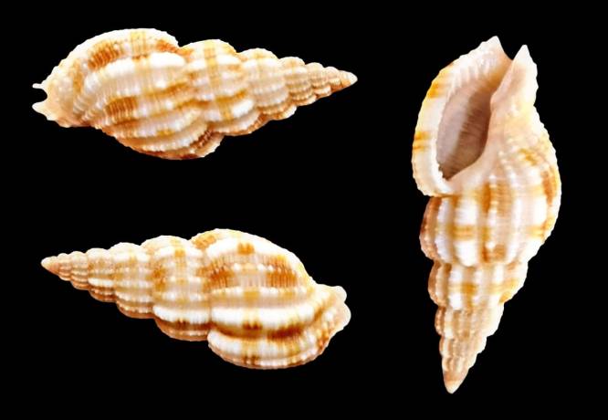 shellauction.net :: Phos roseatus - 4002350