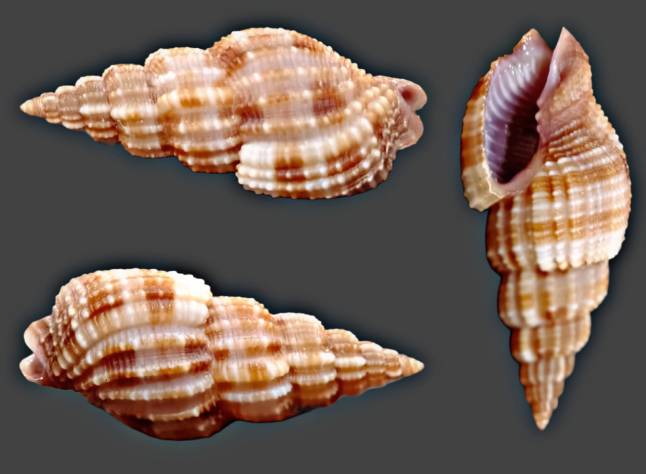 shellauction.net :: Phos roseatus - 4002352