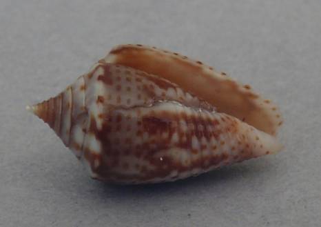 shellauction.net :: Conasprella puncticulata cardonensis - 4002642