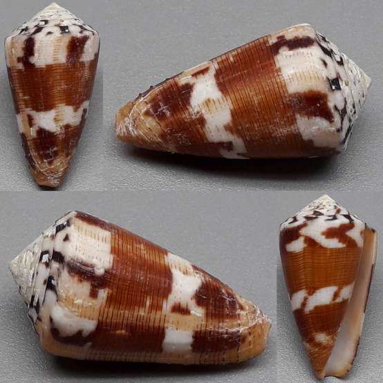 shellauction.net :: Conus circumactus - 4002761