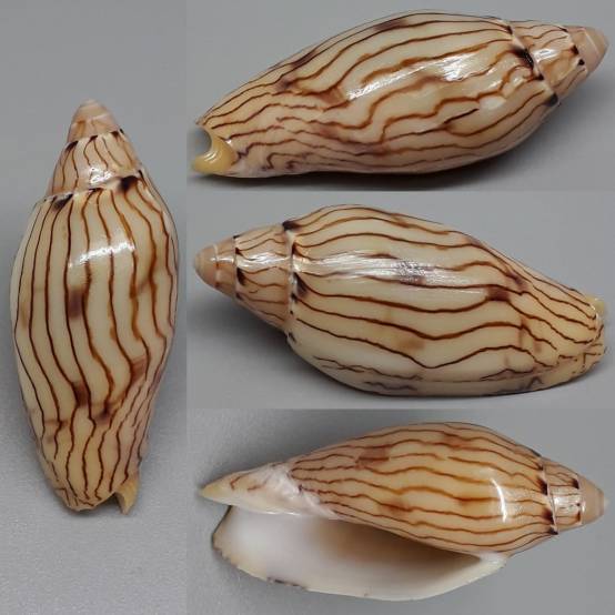 shellauction.net :: Amoria turneri - 4002881