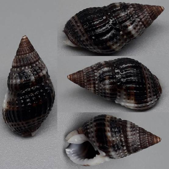 shellauction.net :: Nassarius sp. - 4003004