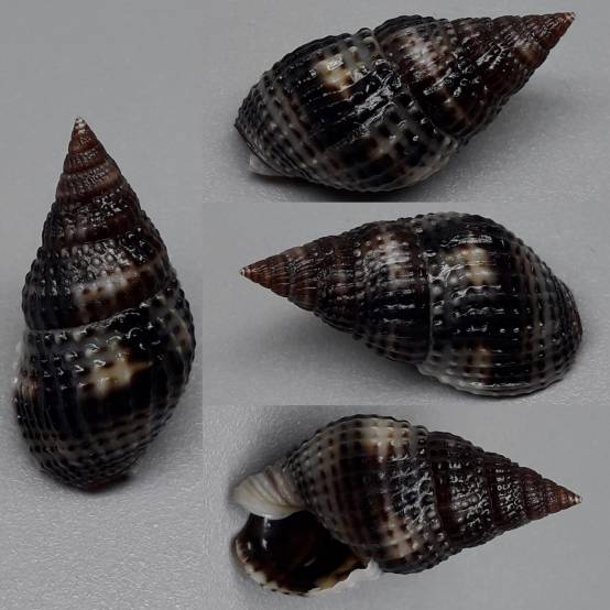 shellauction.net :: Nassarius sp. - 4003005
