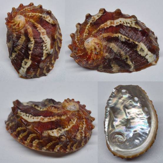 shellauction.net :: Haliotis ovina volcanius - 4003811