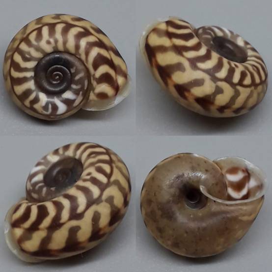 shellauction.net :: Planispira zonaria lineolata - 4004176