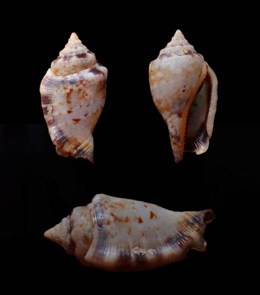 shellauction.net :: Canarium microurceus - 4004805