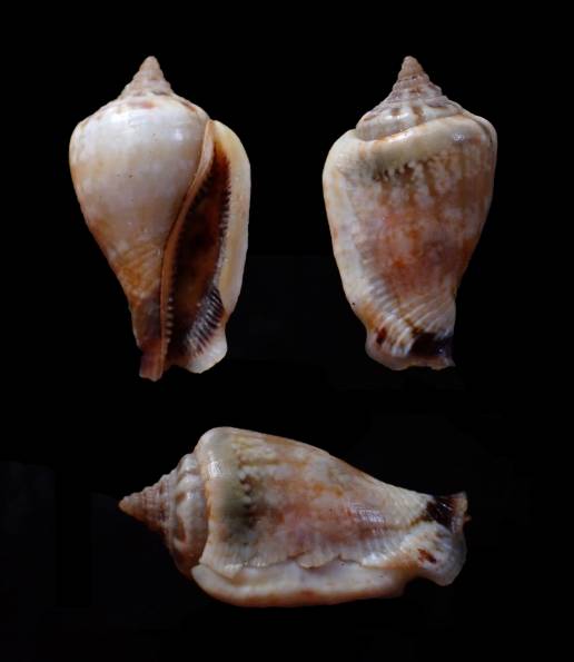 shellauction.net :: Canarium microurceus - 4004809