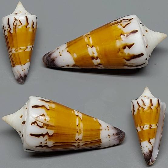 shellauction.net :: Conus generalis - 4004870