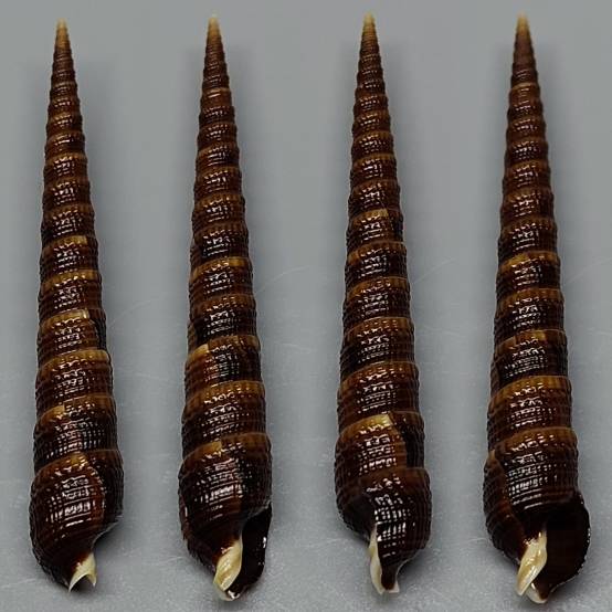 shellauction.net :: Terebra sp. - 4005000