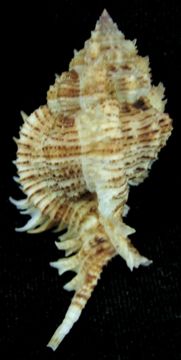 shellauction.net :: Chicomurex problematicus - 4007247