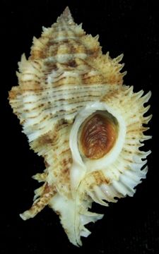 shellauction.net :: Chicomurex problematicus - 4007247