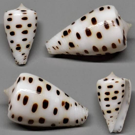 shellauction.net :: Conus pulicarius - 4007270