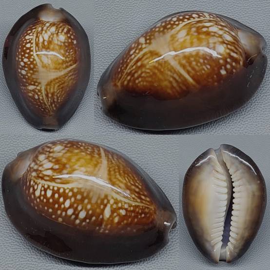 shellauction.net :: Monetaria caputserpentis - 4007389