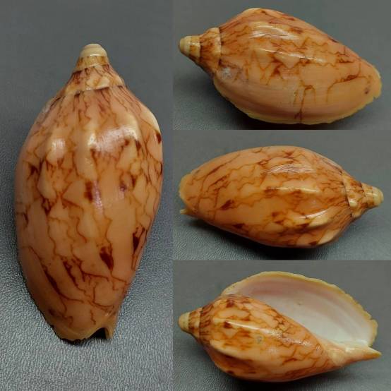 shellauction.net :: Cymbiola mariaemma - 4007452