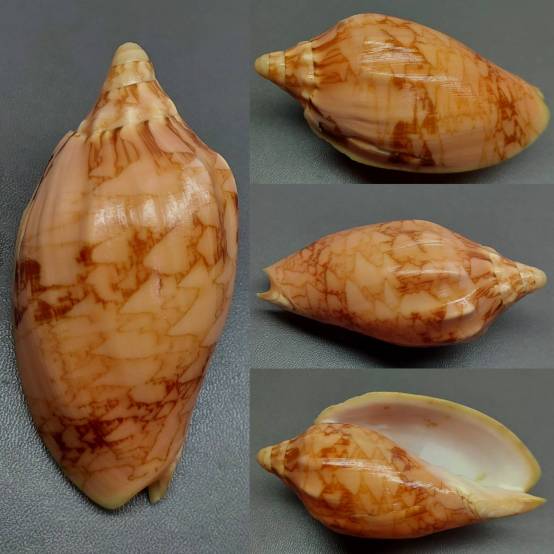 shellauction.net :: Cymbiola mariaemma - 4007453