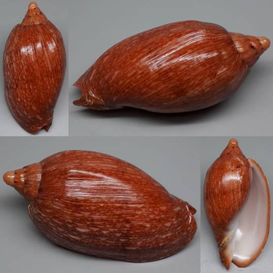 shellauction.net :: Cymbiola innexa marispuma - 4008445