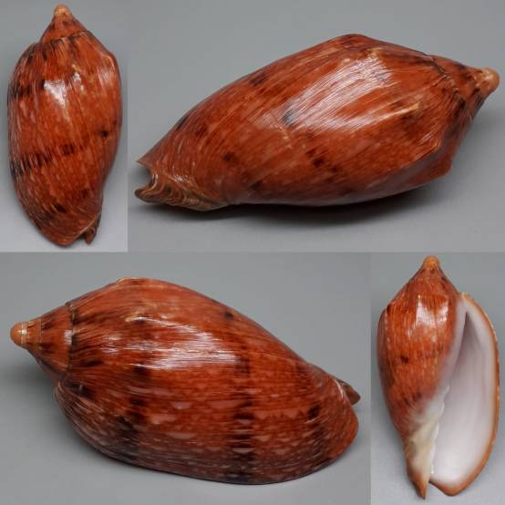 shellauction.net :: Cymbiola innexa marispuma - 4008447