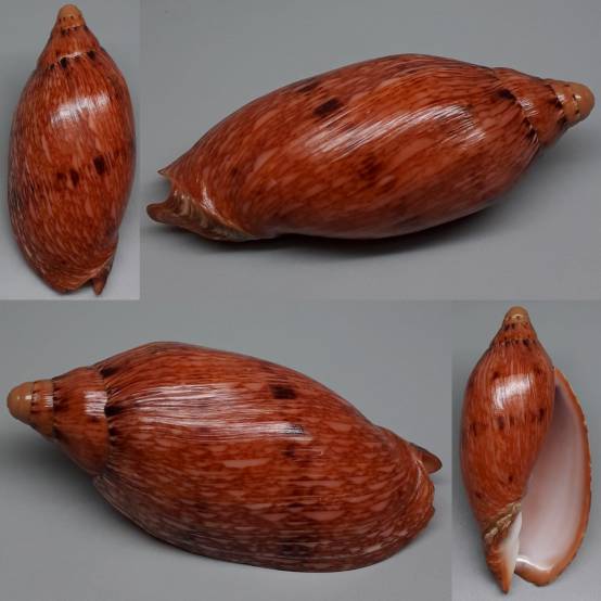 shellauction.net :: Cymbiola innexa marispuma - 4008451