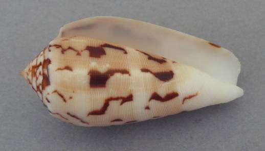 shellauction.net :: Conus floridus - 4008656