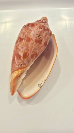 shellauction.net :: Cymbiola innexa - 4009178