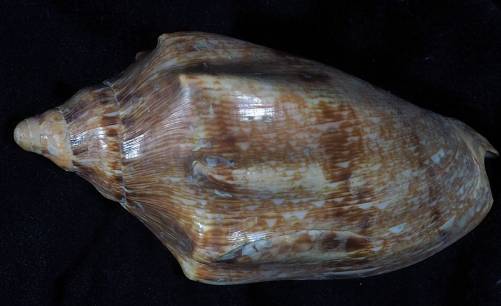 shellauction.net :: Cymbiola innexa - 4009888