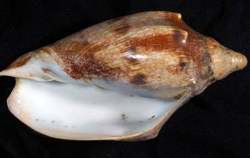 shellauction.net :: Cymbiola innexa - 4009888