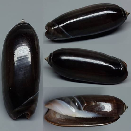 shellauction.net :: Oliva oliva - 4009943