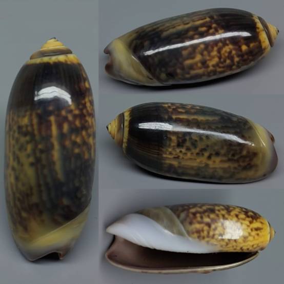 shellauction.net :: Oliva oliva - 4009944