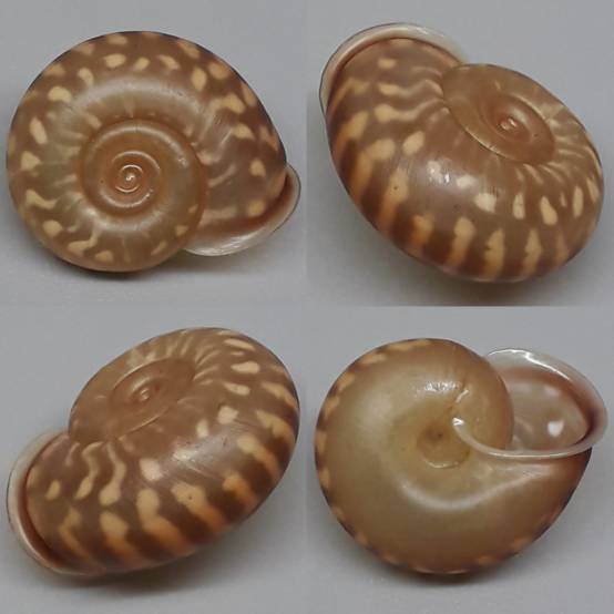 shellauction.net :: Planispira zonaria lineolata - 4010591