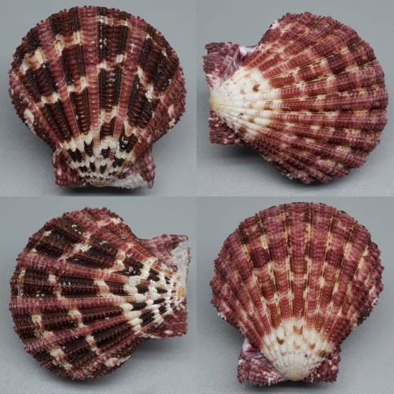 shellauction.net :: Gloripallium pallium - 4010742