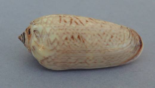 shellauction.net :: Oliva scripta - 4010937
