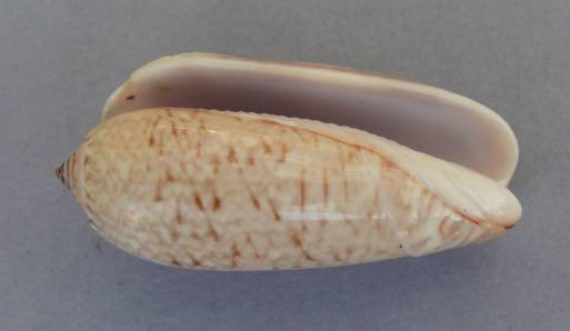 shellauction.net :: Oliva scripta - 4010937