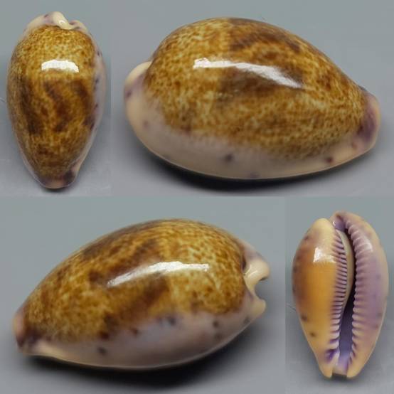 shellauction.net :: Contradusta walkeri - 4011253