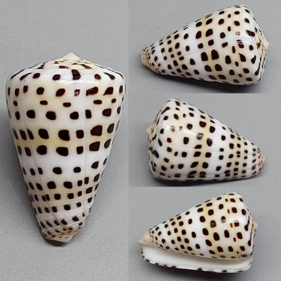 shellauction.net :: Conus eburneus - 4011345