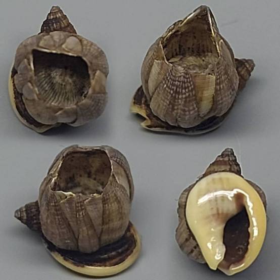 shellauction.net :: Nassarius sp. - 4011593