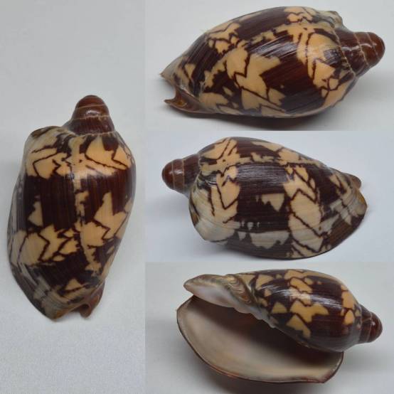 shellauction.net :: Cymbiola nobilis - 4011823