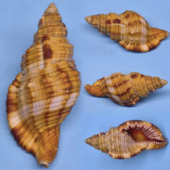 shellauction.net :: Cymatium pileare - 4012066