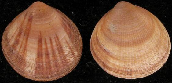 shellauction.net :: Glycymeris modesta - 4012237
