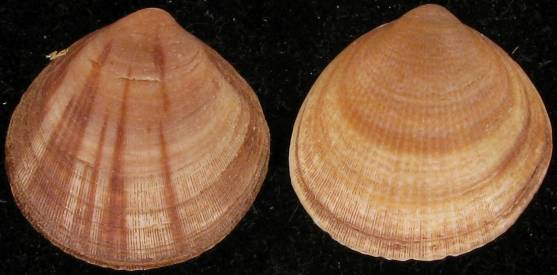 shellauction.net :: Glycymeris modesta - 4012237