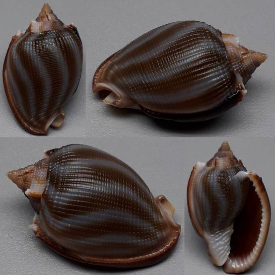 shellauction.net :: Phalium decussatum - 4012501