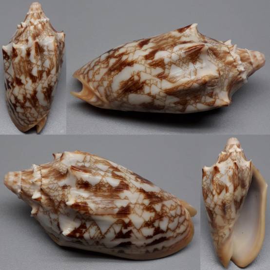 shellauction.net :: Cymbiola vespertilio - 4012548