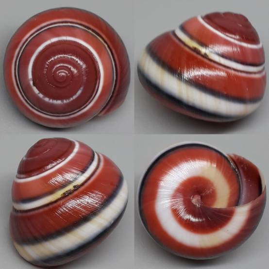 shellauction.net :: Asperitas Trochus waandersiana - 4012732