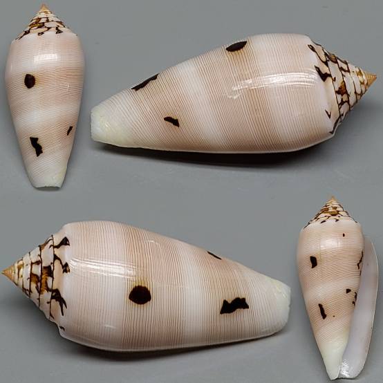 shellauction.net :: Conus floridus - 4013247