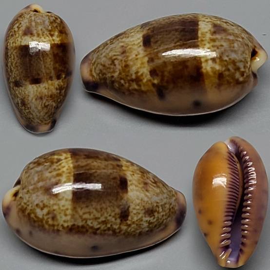 shellauction.net :: Contradusta walkeri - 4013622