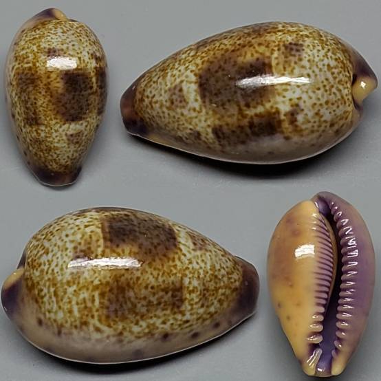 shellauction.net :: Contradusta walkeri - 4013627