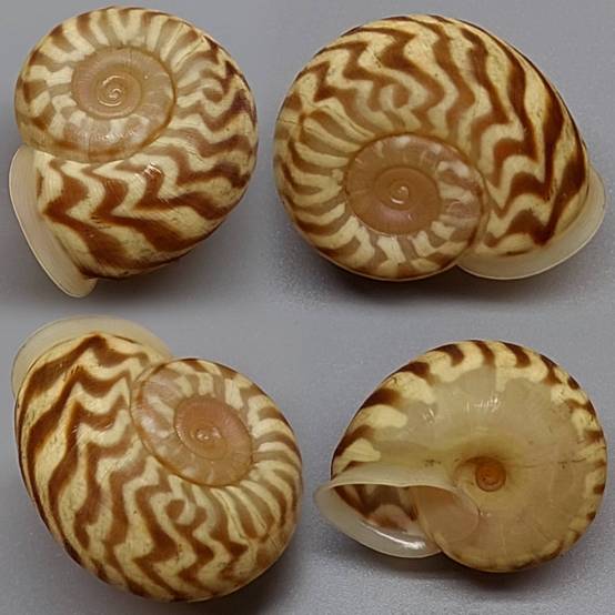 shellauction.net :: Planispira sp. - 4014245